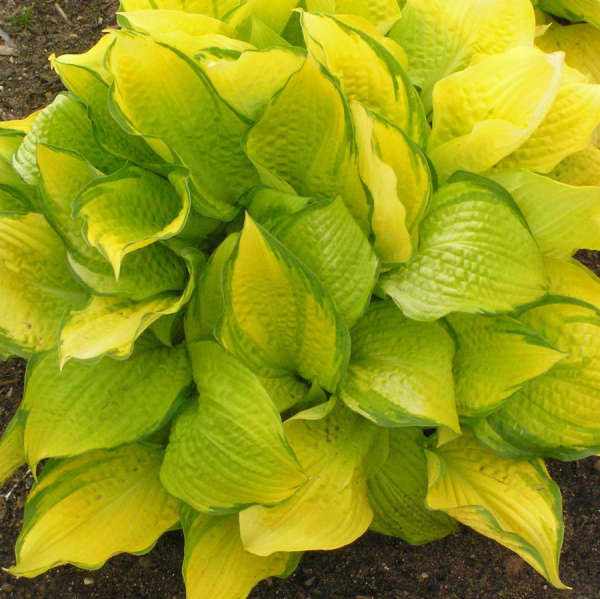 Hosta 'Eye Declare' PP18466 | Perennial Resource