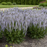 Salvia nemorosa 'White Profusion' PPAF CPBRAF | Walters Gardens, Inc.