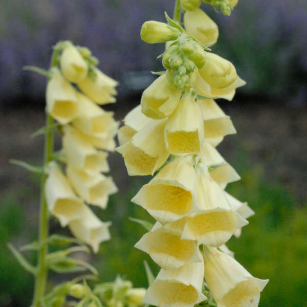 Digitalis grandiflora | Perennial Resource