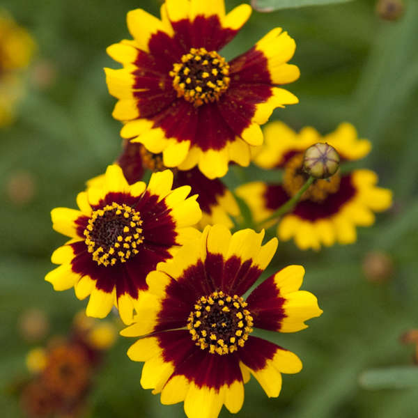 Coreopsis 'Salsa' PP22129 | Perennial Resource