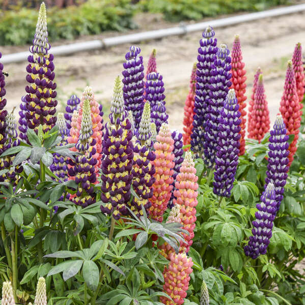 Lupinus CANDYLAND™ Mix | Perennial Resource