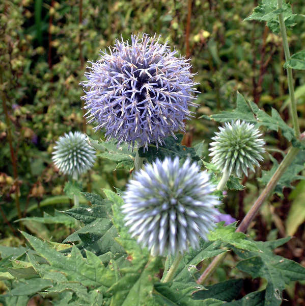 Echinops ritro | Perennial Resource