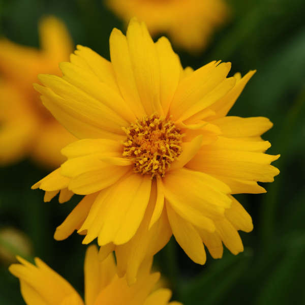Coreopsis grandiflora 'Sun Up' | Perennial Resource