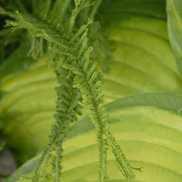 Athyrium filix-femina 'Victoriae' | Perennial Resource