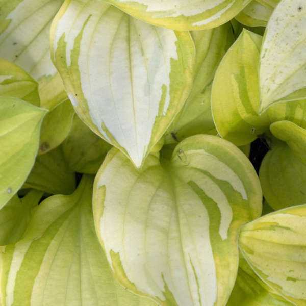 Hosta 'Faithful Heart' | Perennial Resource