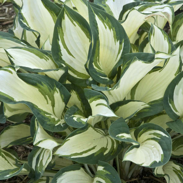 Hosta 'Dancing in the Rain' PP15977 | Perennial Resource