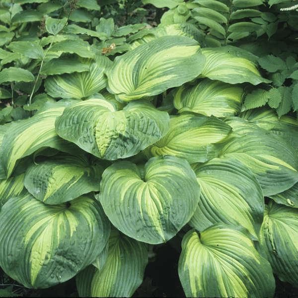 Hosta 'Hollywood Lights' PP17296 | Perennial Resource