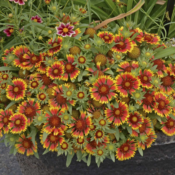 Gaillardia aristata 'Fancy Wheeler' PP22016 | Perennial Resource