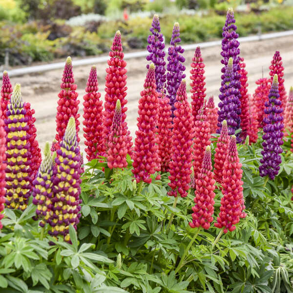 Lupinus CANDYLAND™ Mix | Walters Gardens, Inc.