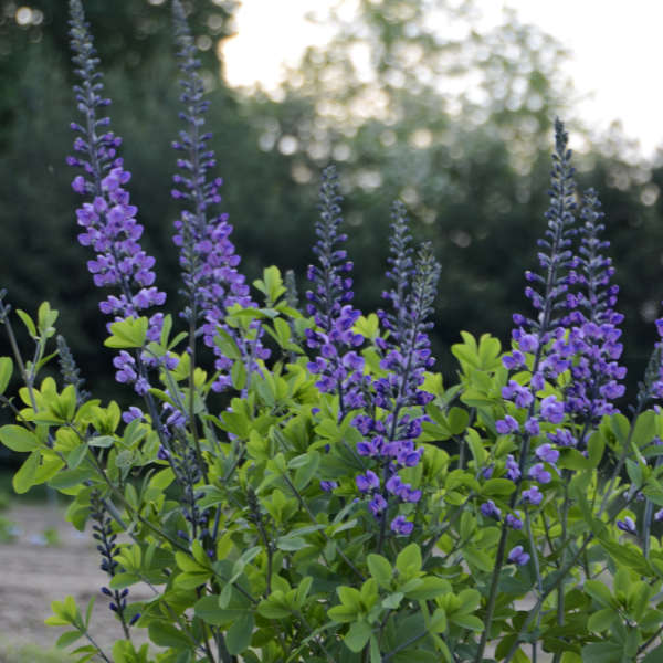 Baptisia 'Blue Towers' PPAF | Perennial Resource