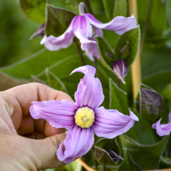 Clematis Stand By Me Pink PP36188 CPBRAF Perennial Resource Clematis Stand By Me Pink PP36188 CPBRAF Perennial Resource