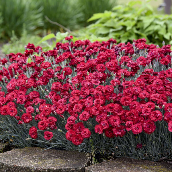 Dianthus 'Maraschino' PP27882 CPBRAF | Perennial Resource