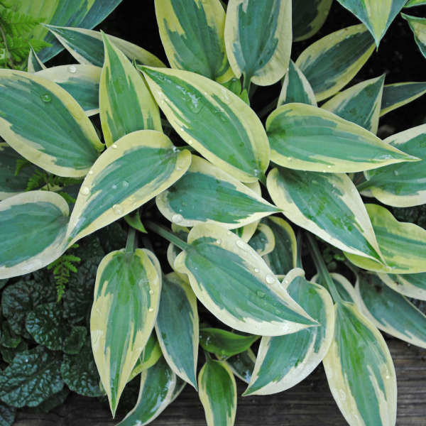 Hosta 'Virginia Reel' | Perennial Resource