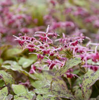 Brunnera macrophylla 'Queen of Hearts' PP32737 CPBRAF | Walters Gardens ...