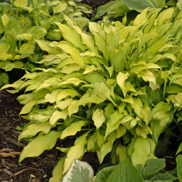 Hosta 'Pineapple Upsidedown Cake' | Perennial Resource
