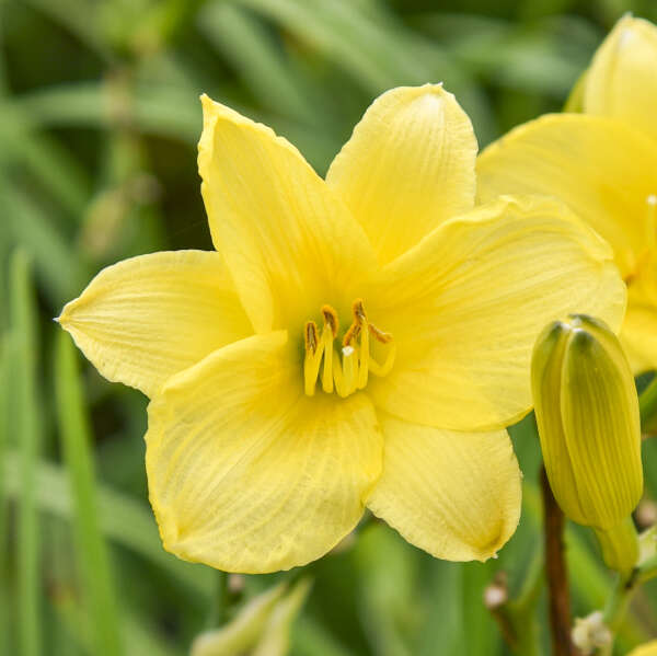 Hemerocallis 'Bright Note' PPAF | Perennial Resource
