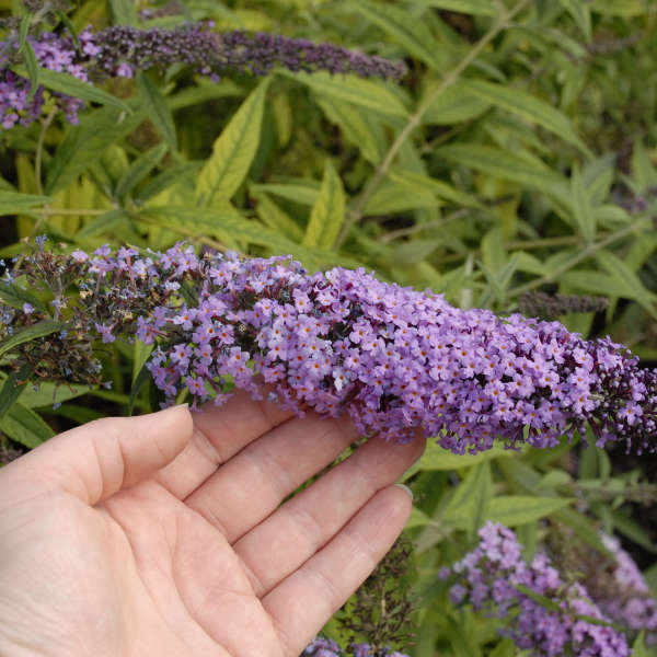 Buddleia 'Butterfly Heaven' PP19935 COPF | Perennial Resource