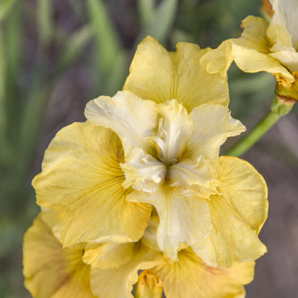 Iris sibirica 'Wish Me Luck' | Walters Gardens, Inc.