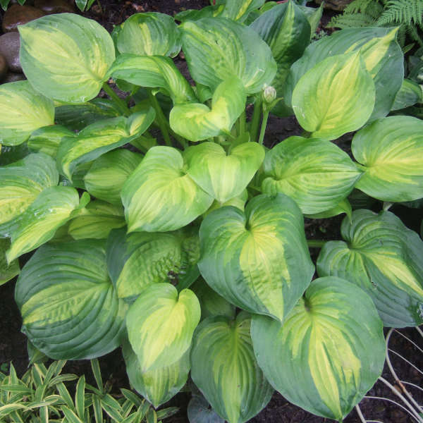 Hosta 'Dance with Me' | Perennial Resource