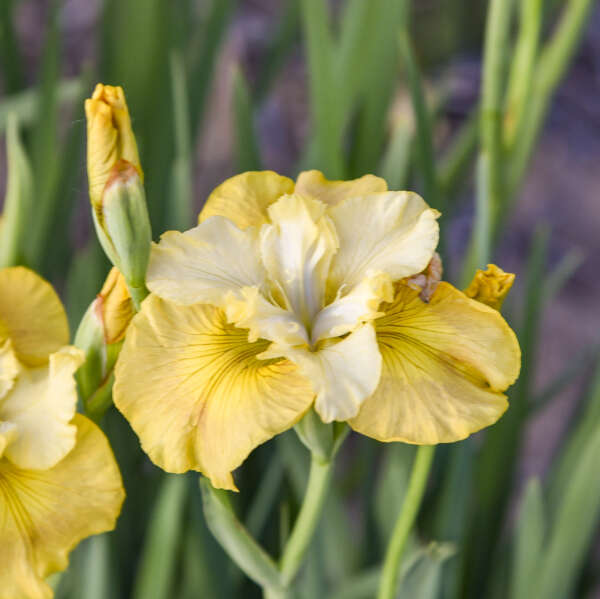 Iris sibirica 'Wish Me Luck' | Walters Gardens, Inc.