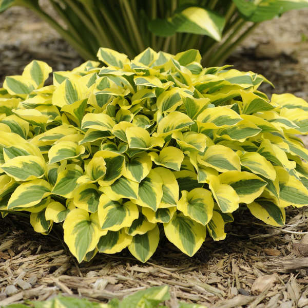 Hosta 'Grand Prize' | Perennial Resource