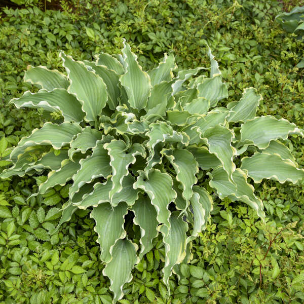 Hosta 'Dancing in the Moonlight' PP35175 | Perennial Resource