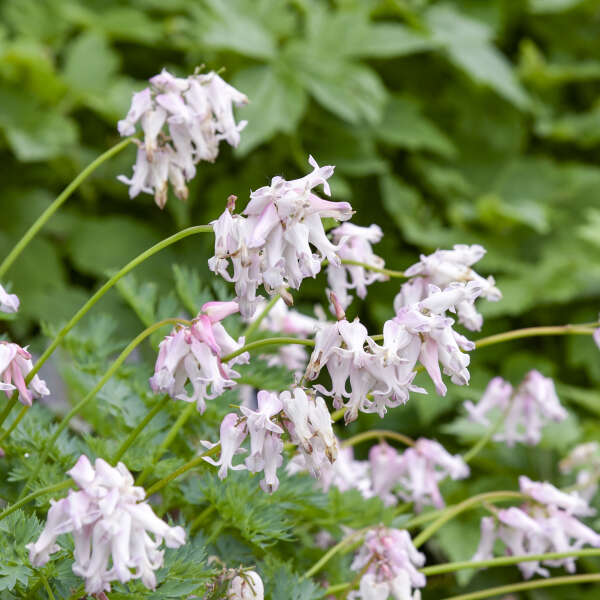 Dicentra 'Pixie Hearts' PPAF | Walters Gardens, Inc.