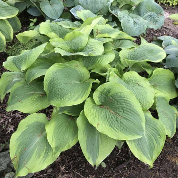 Hosta 'Twin Cities' | Walters Gardens, Inc.