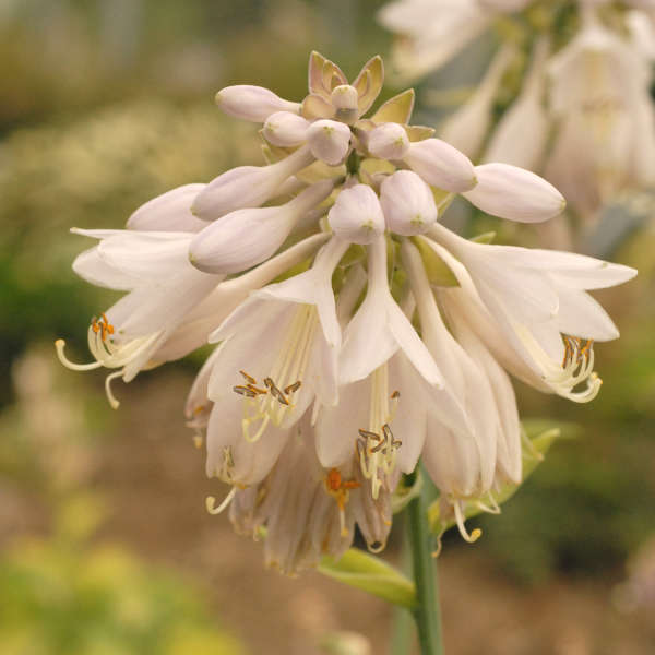 Hosta 'Beckoning' PP18371 | Perennial Resource