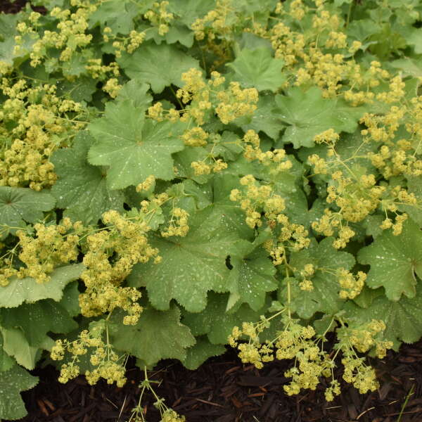 Alchemilla Mollis Perennial Resource Alchemilla Mollis Perennial Resource