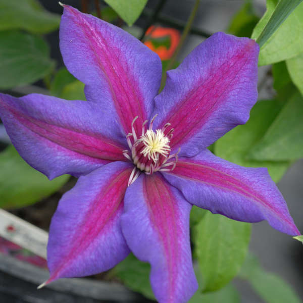 Clematis 'Mrs. N. Thompson' | Perennial Resource