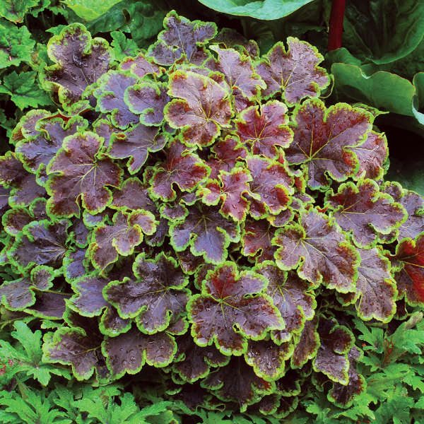Heucherella 'Solar Eclipse' PP23647 | Perennial Resource