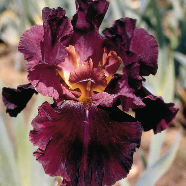 Iris 'Salsa Rio' | Perennial Resource