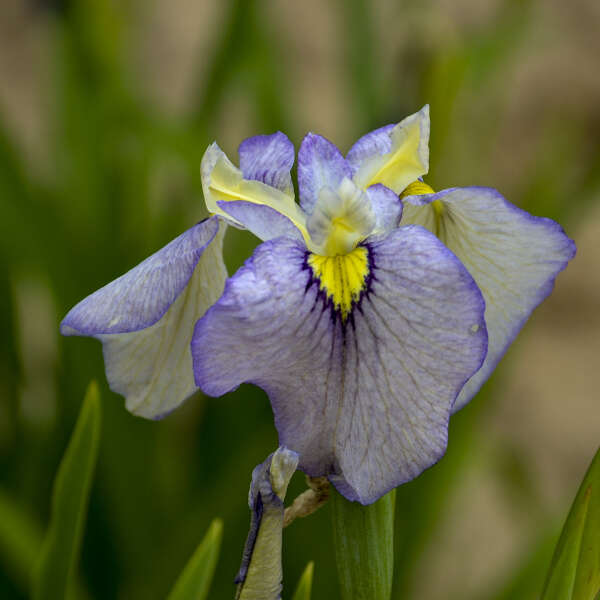 Iris pseudata 'Moonlit Field' ('Tsukiyono') | Walters Gardens, Inc.