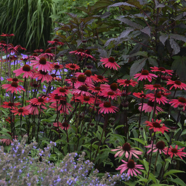 Echinacea 'Solar Flare' PP22133 | Perennial Resource
