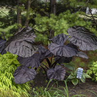 Digiplexis 'Flamingo' PP33763 | Walters Gardens, Inc.
