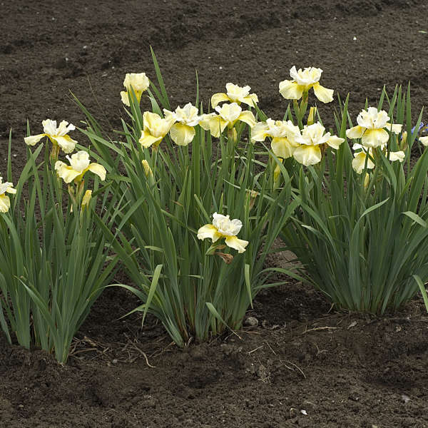 Iris sibirica 'Dance and Sing' | Perennial Resource