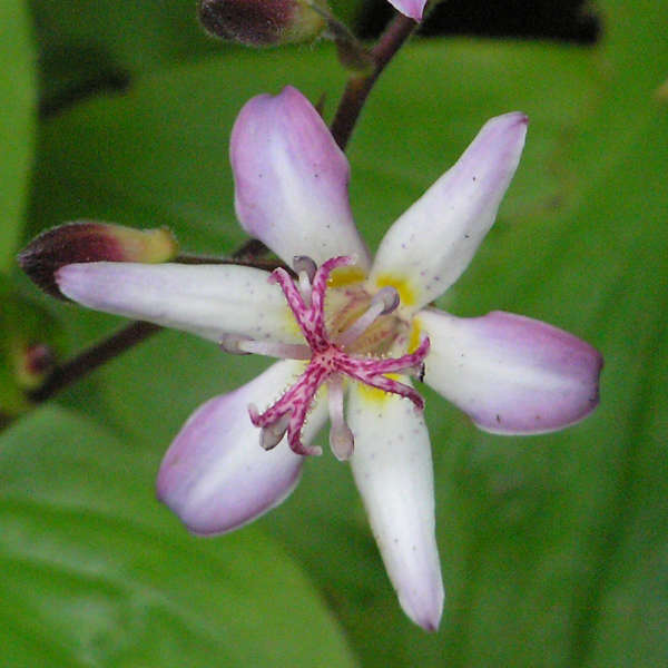 Tricyrtis hirta 'Tojen' | Perennial Resource