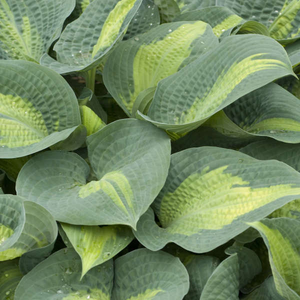 Hosta 'Paradise Glory' | Perennial Resource