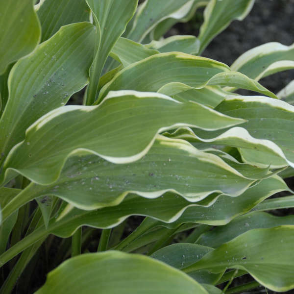 Hosta 'Pineapple Punch' PP18318 | Perennial Resource