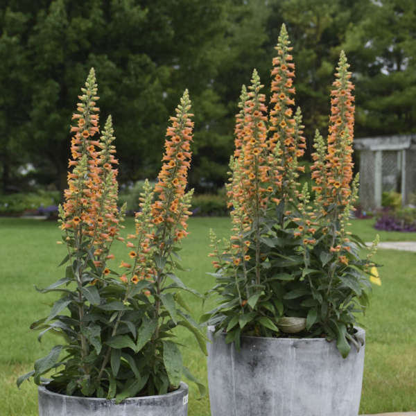 Digiplexis 'Firecracker' PP32975 | Perennial Resource