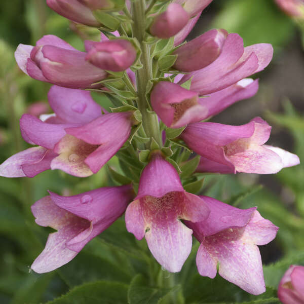 Digiplexis 'Flamingo' PP33763 | Perennial Resource