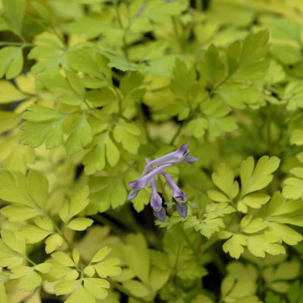 Corydalis shihmienensis 'Berry Exciting' COPF PP18917 | Perennial Resource
