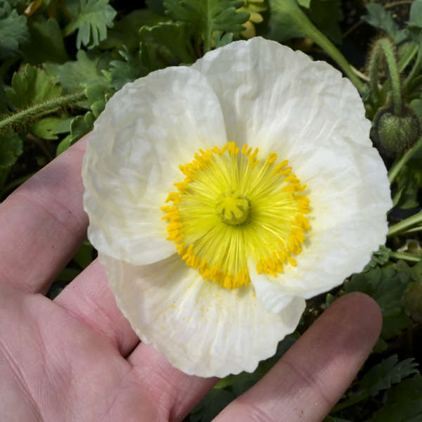 Papaver nudicaule Pulcinella Series - White | Perennial Resource