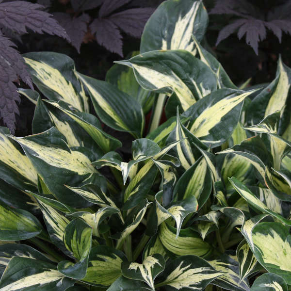 Hosta 'American Hero' PP23587 | Perennial Resource