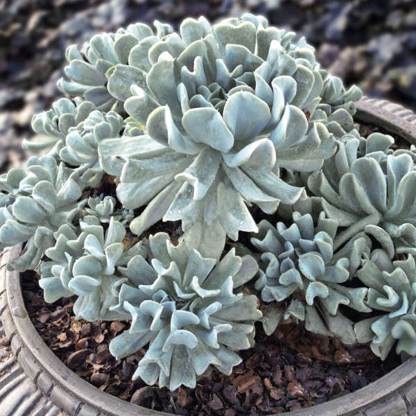 Echeveria runyonii 'Topsy Turvy' | Perennial Resource