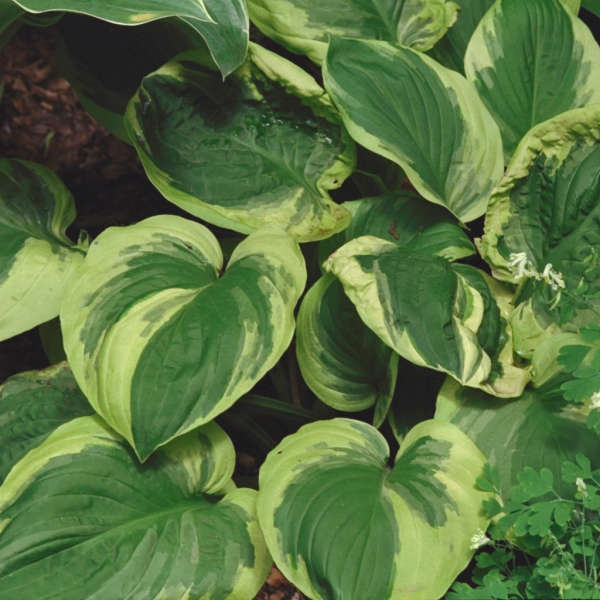 Hosta 'Carnival' | Perennial Resource