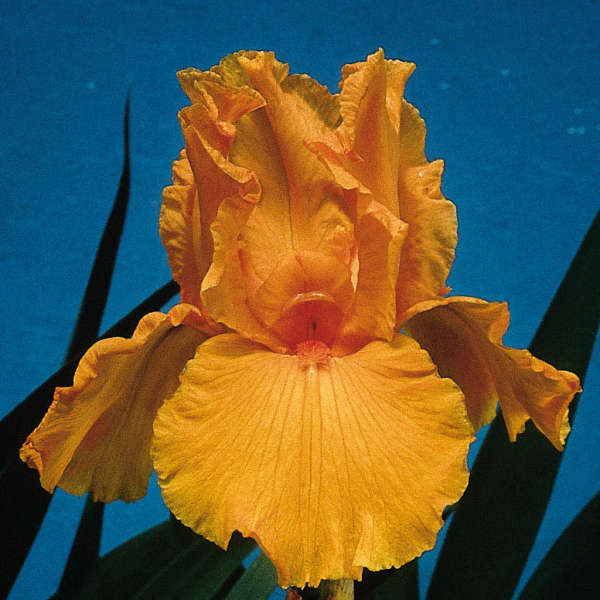 Iris 'Firebreather' | Perennial Resource