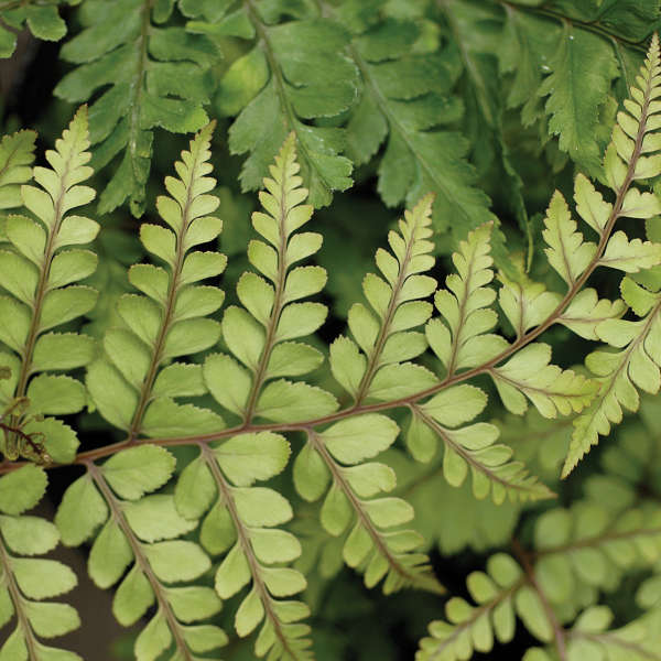 Athyrium otophorum 'Okanum' | Perennial Resource