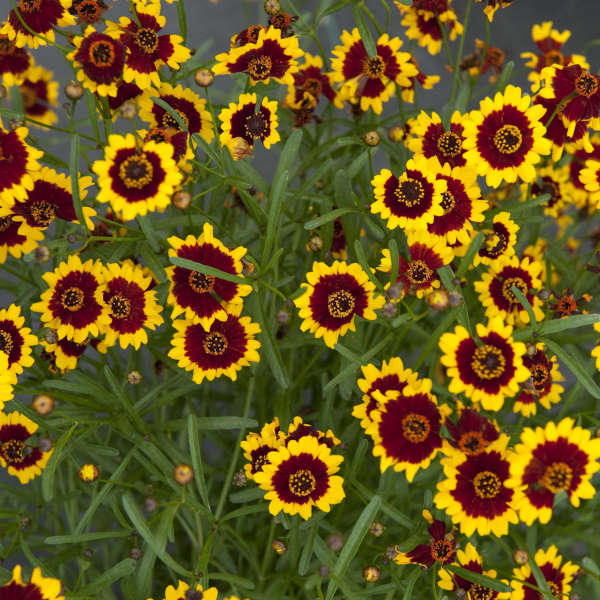 Coreopsis 'Salsa' PP22129 | Perennial Resource